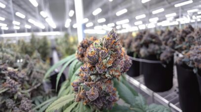 OG Runtz Strain Information & Effects