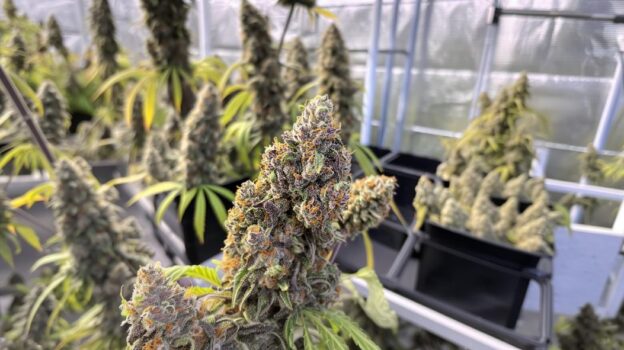 Lilac Diesel Strain Information & Effects