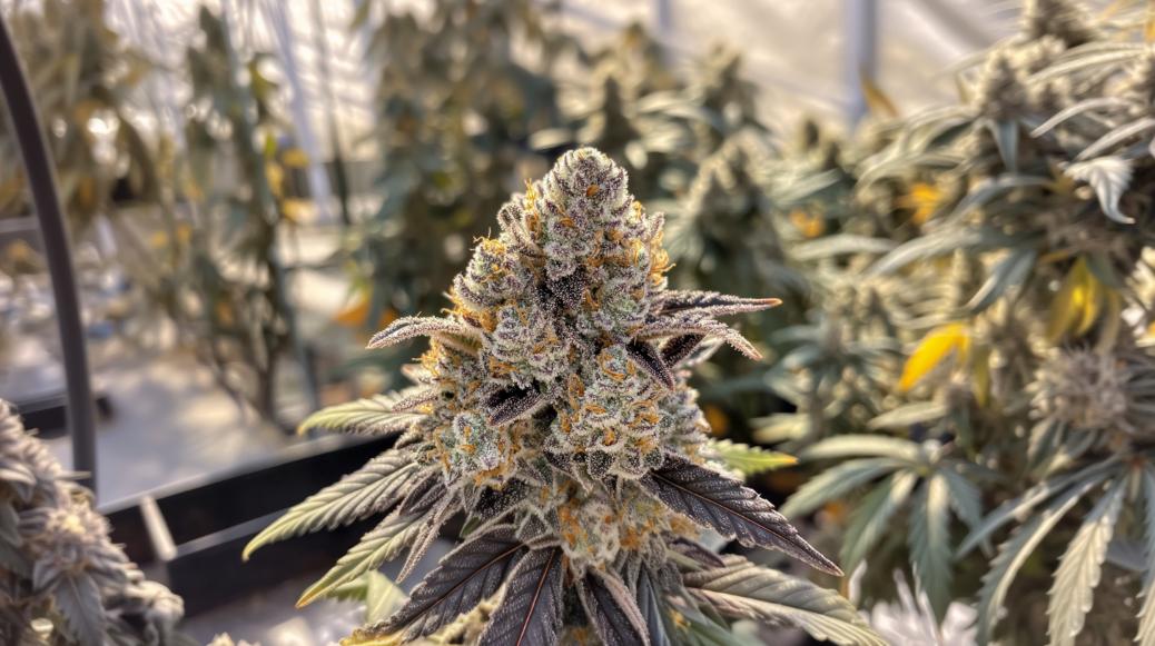 Tang Breath Strain Information & Effects