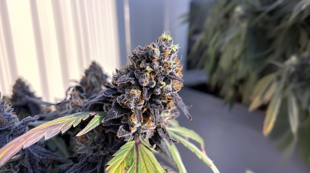 Blue Widow Strain Information & Effects