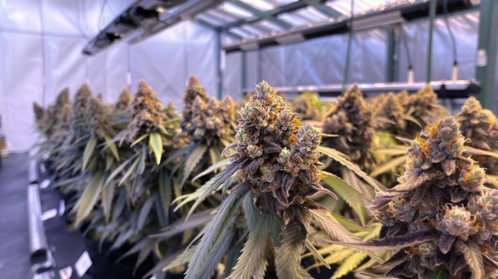 Tropical Fusion Strain Information & Effects