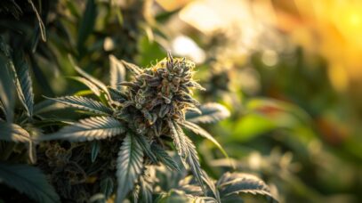 GMO Rootbeer Strain Information & Effects