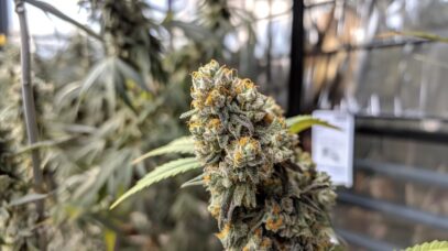 L'Orange Strain Information & Effects