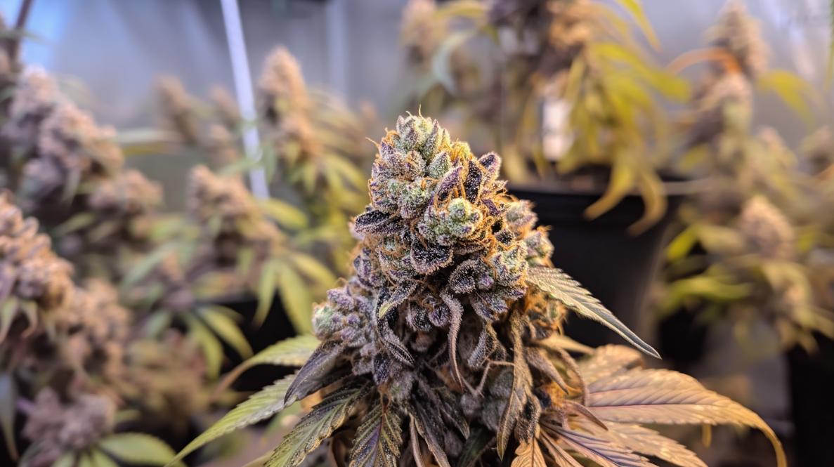 Explore All Weed Strains on Sativa University