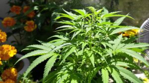 Pink Runtz Strain Information & Effects