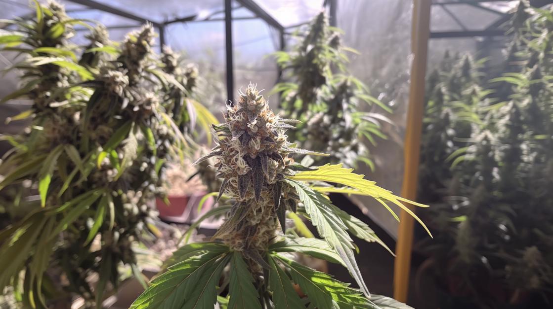 Special Ops Strain Information & Effects