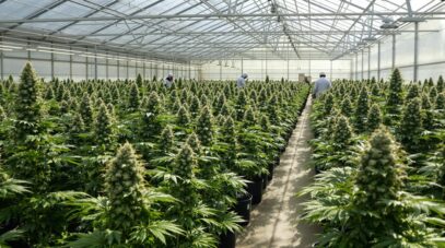 White Truffle Strain Information & Effects