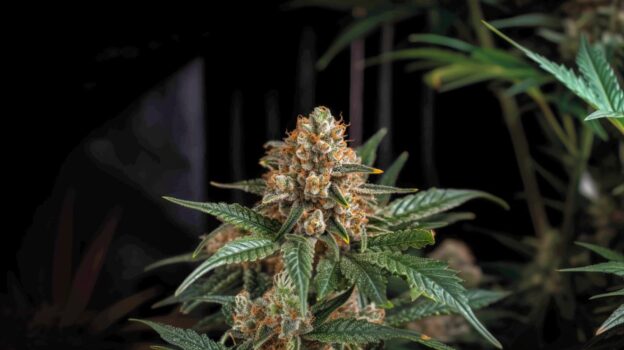 Explore All Weed Strains on Sativa University