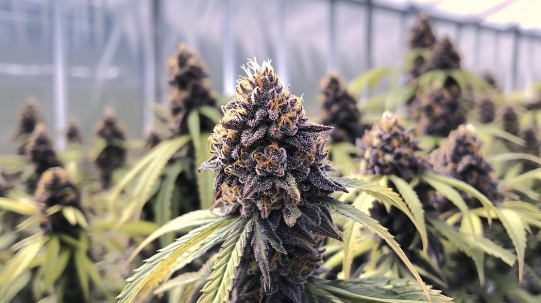 Explore All Weed Strains on Sativa University